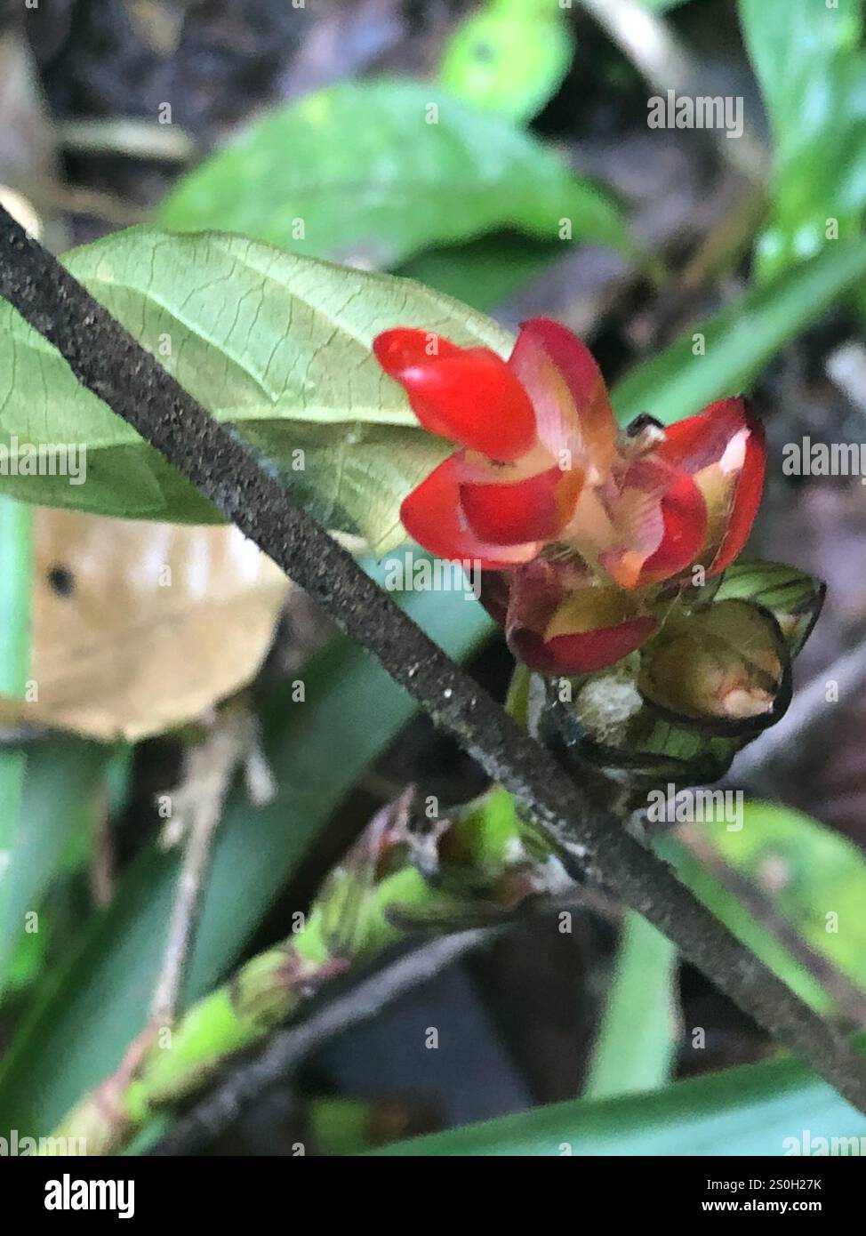 West Indian tufted airplant (Guzmania monostachia Stock Photo - Alamy