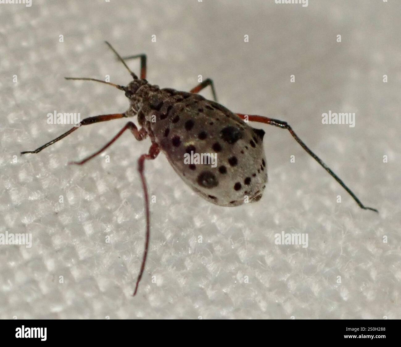 Giant Willow Aphid (Tuberolachnus salignus Stock Photo - Alamy