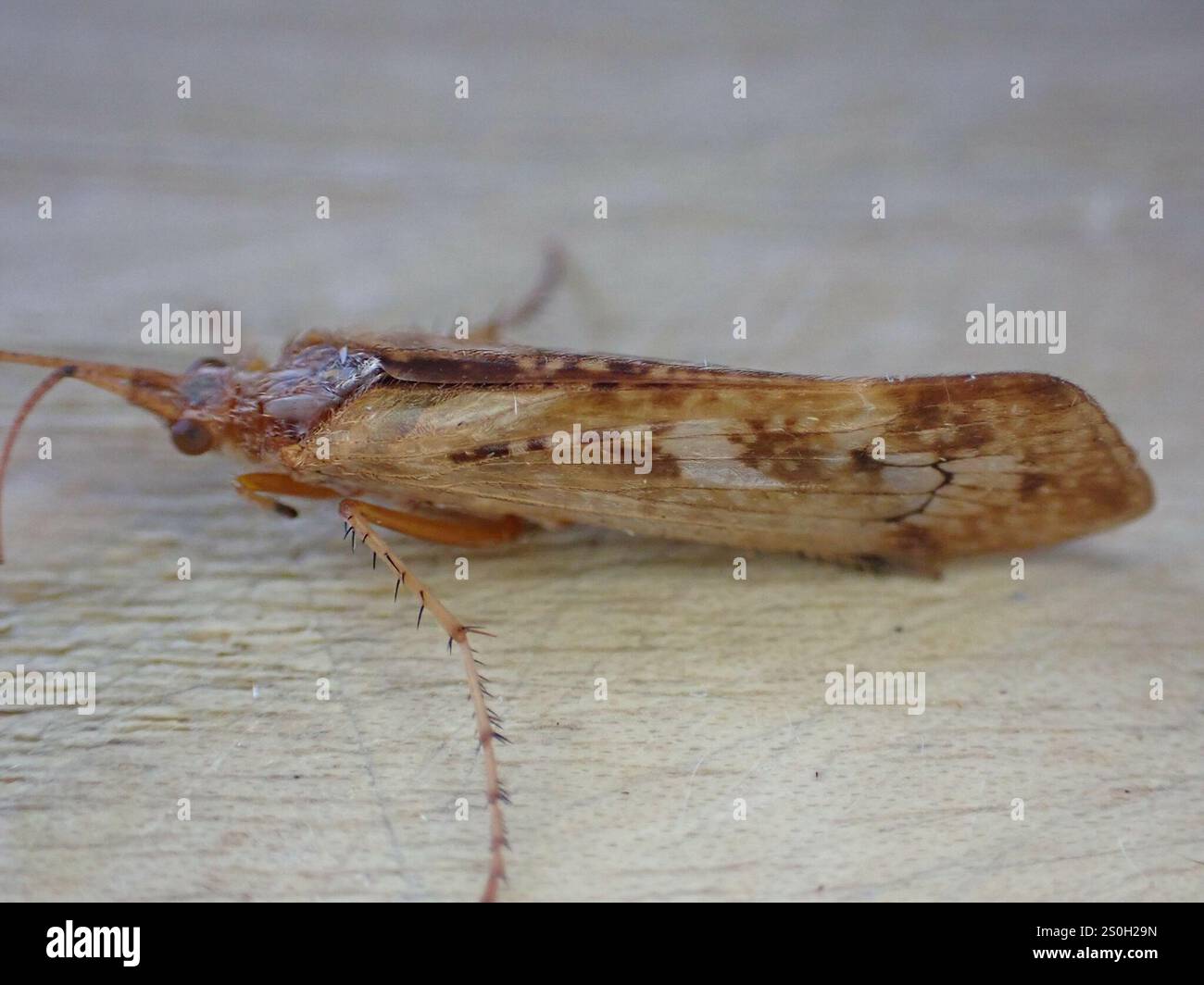 Diamond Northern Caddisfly (Limnephilus rhombicus Stock Photo - Alamy