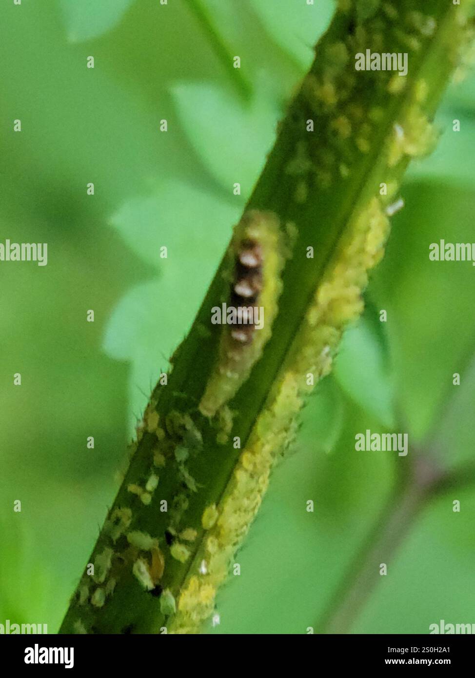 Short-tailed Aphideater (Eupeodes pomus Stock Photo - Alamy