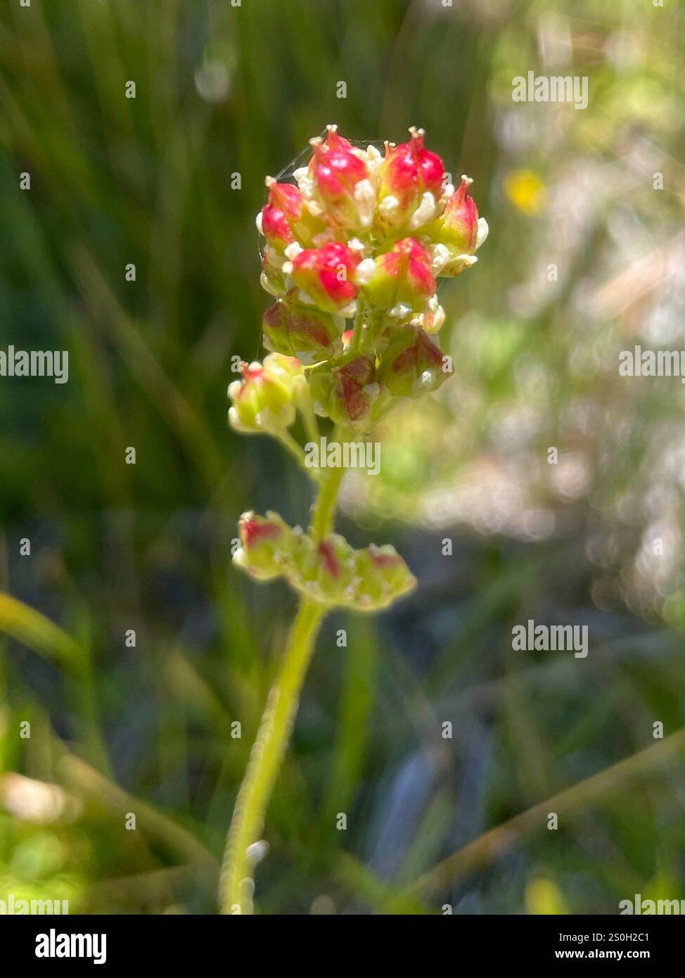 western false asphodel (Triantha occidentalis Stock Photo - Alamy