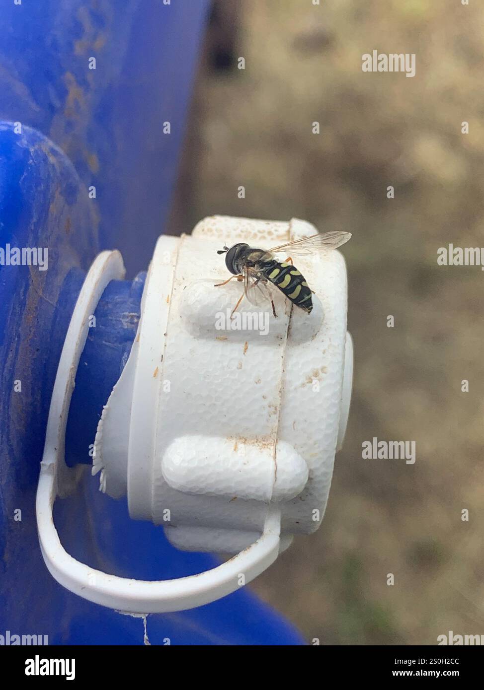 Large-tailed Aphideater (Eupeodes volucris Stock Photo - Alamy
