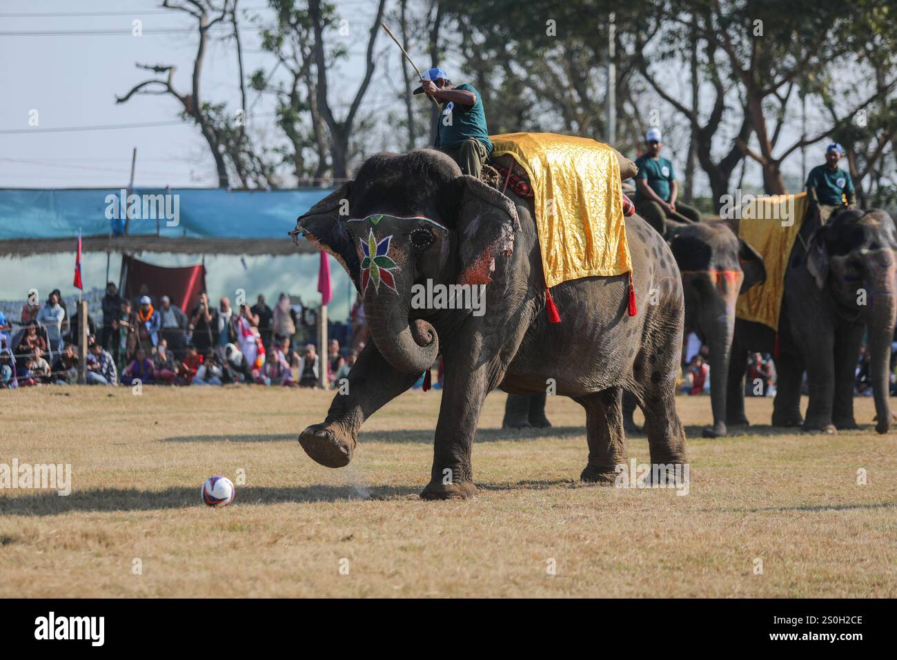 Chitwan, Nepal. 26th Dec, 2024. Elephants play ball with the guidance ...