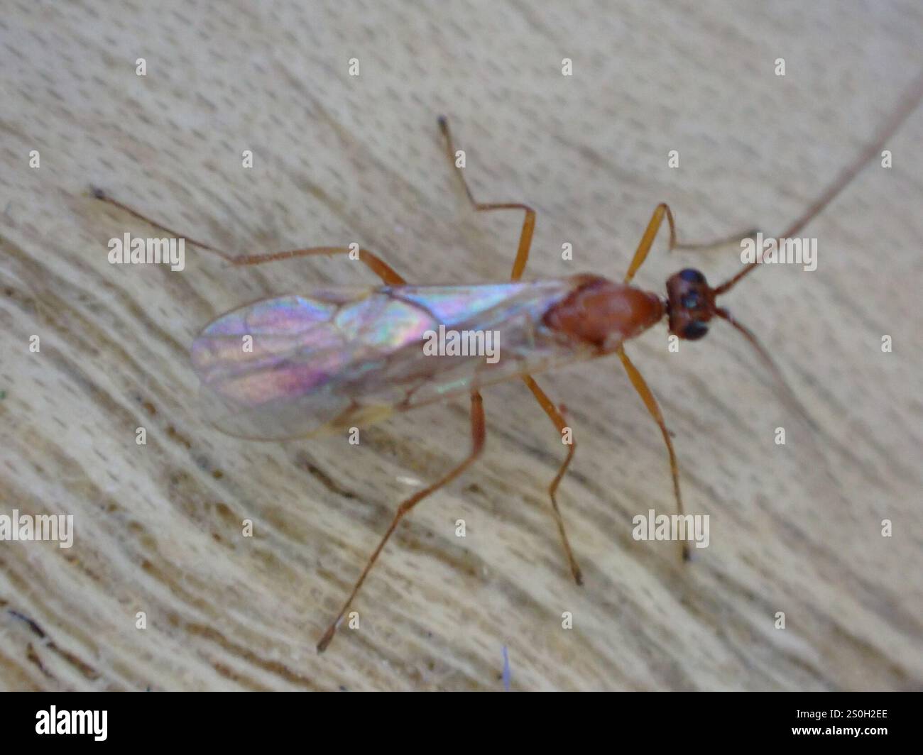 Braconid Wasps (Braconidae Stock Photo - Alamy