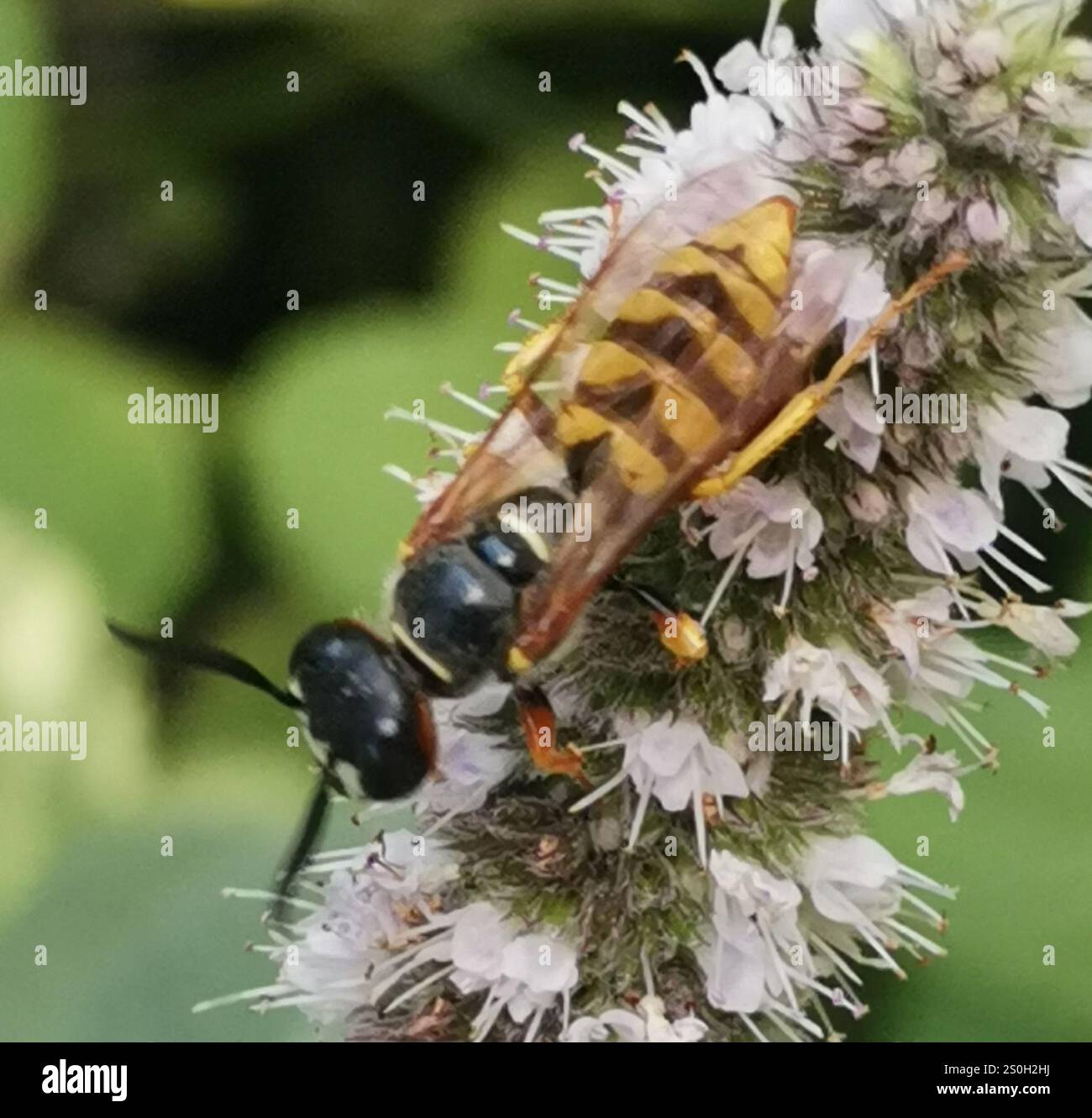 European beewolf (Philanthus triangulum Stock Photo - Alamy