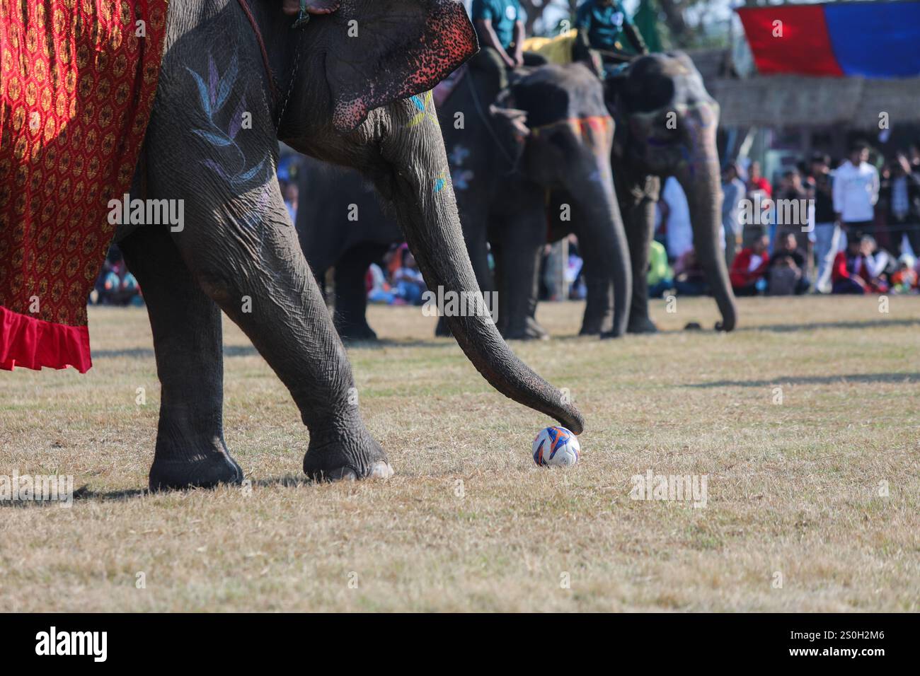Chitwan, Nepal. 26th Dec, 2024. Elephants play ball with the guidance ...
