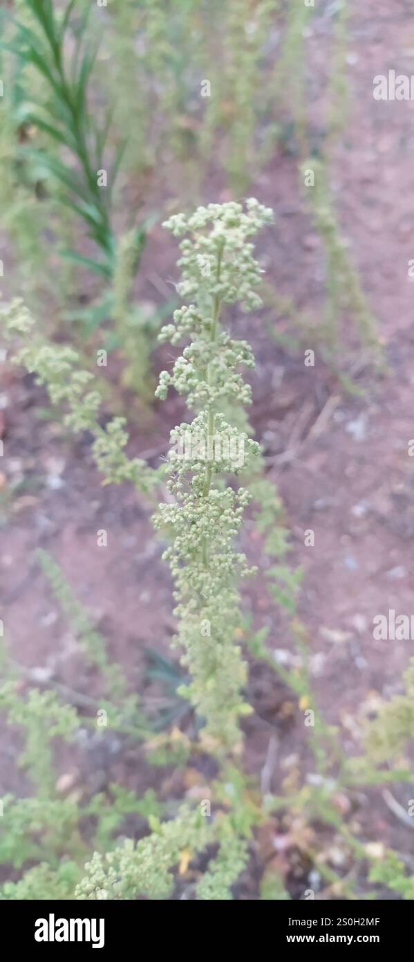 Jerusalem oak (Dysphania botrys Stock Photo - Alamy