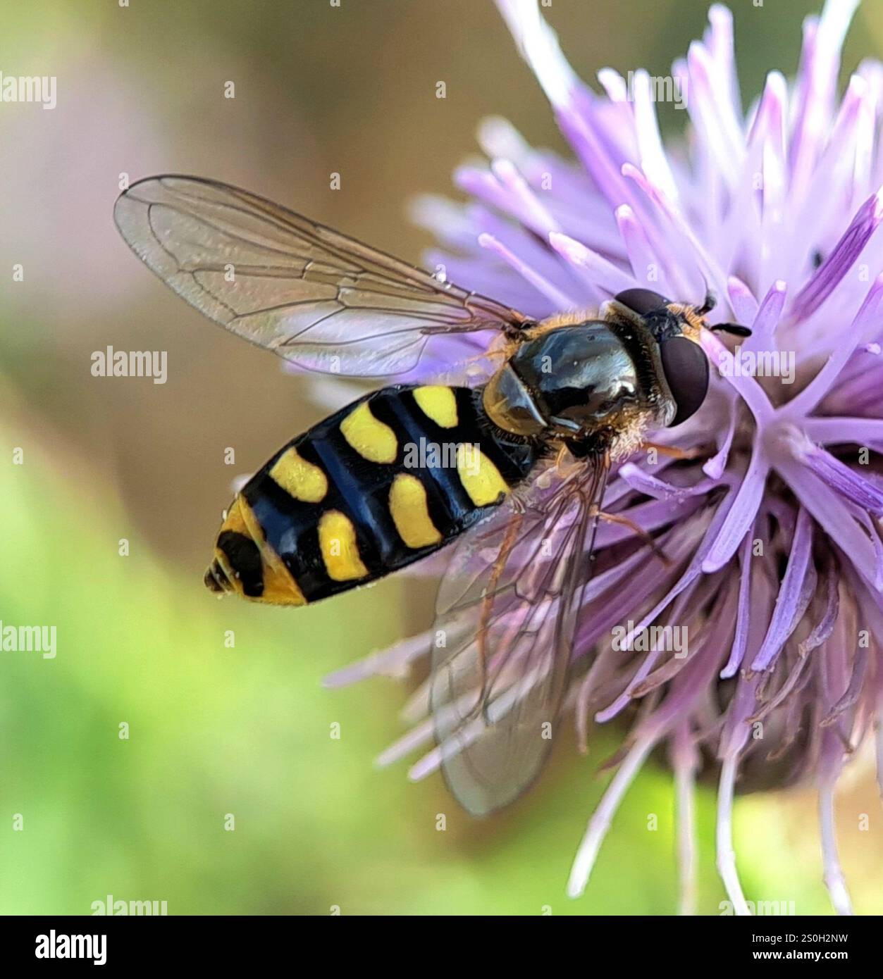 Black-tailed Aphideater (Eupeodes luniger Stock Photo - Alamy