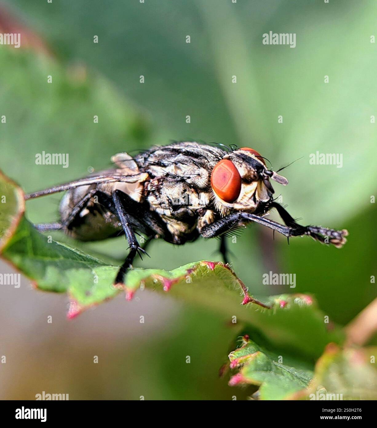 Common Flesh Flies (Sarcophaga Stock Photo - Alamy