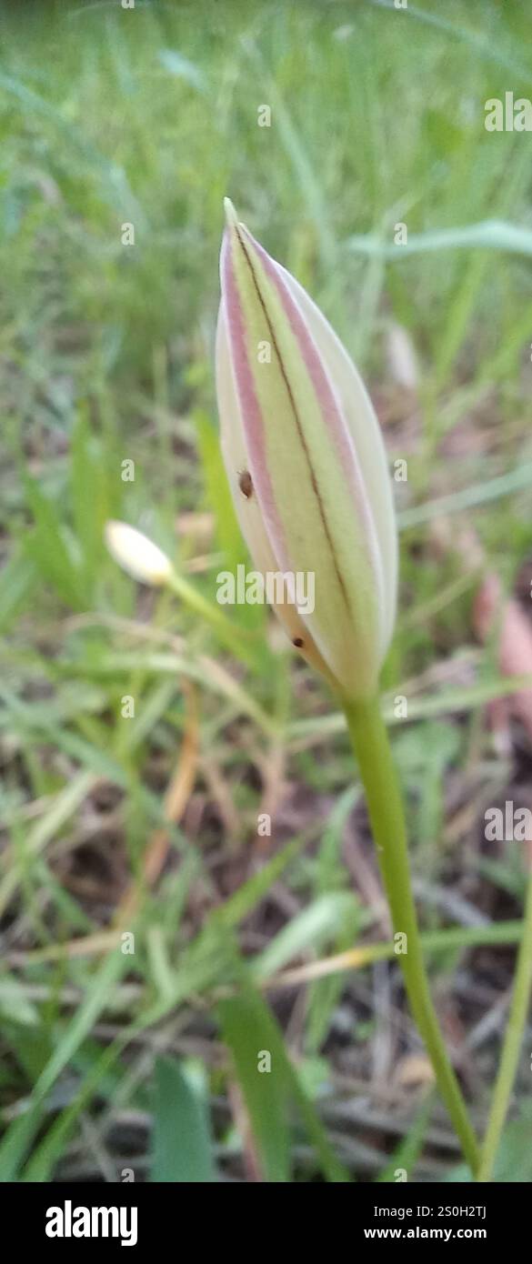 Stars (Pauridia capensis Stock Photo - Alamy