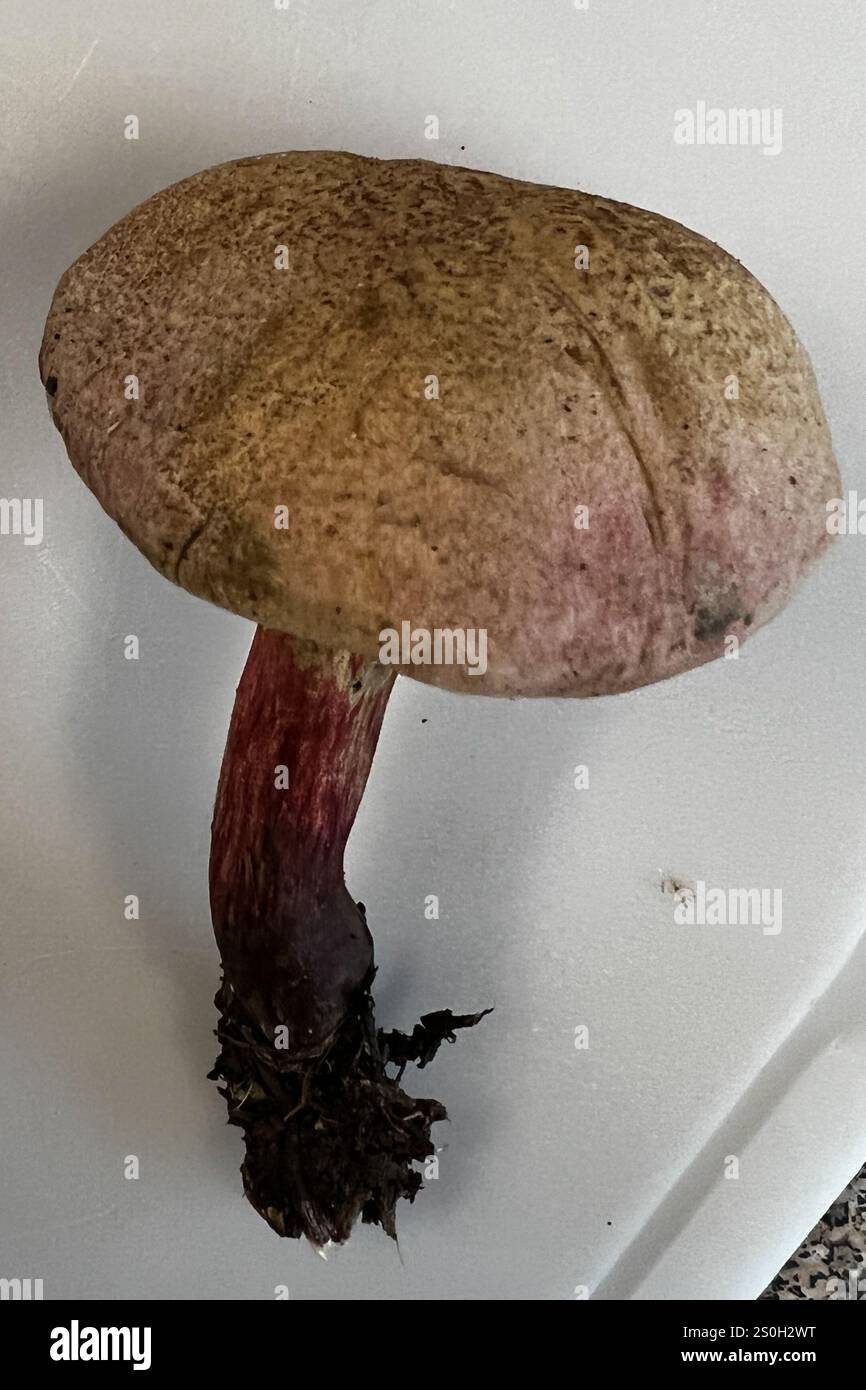 Bitter Boletes (Caloboletus Stock Photo - Alamy