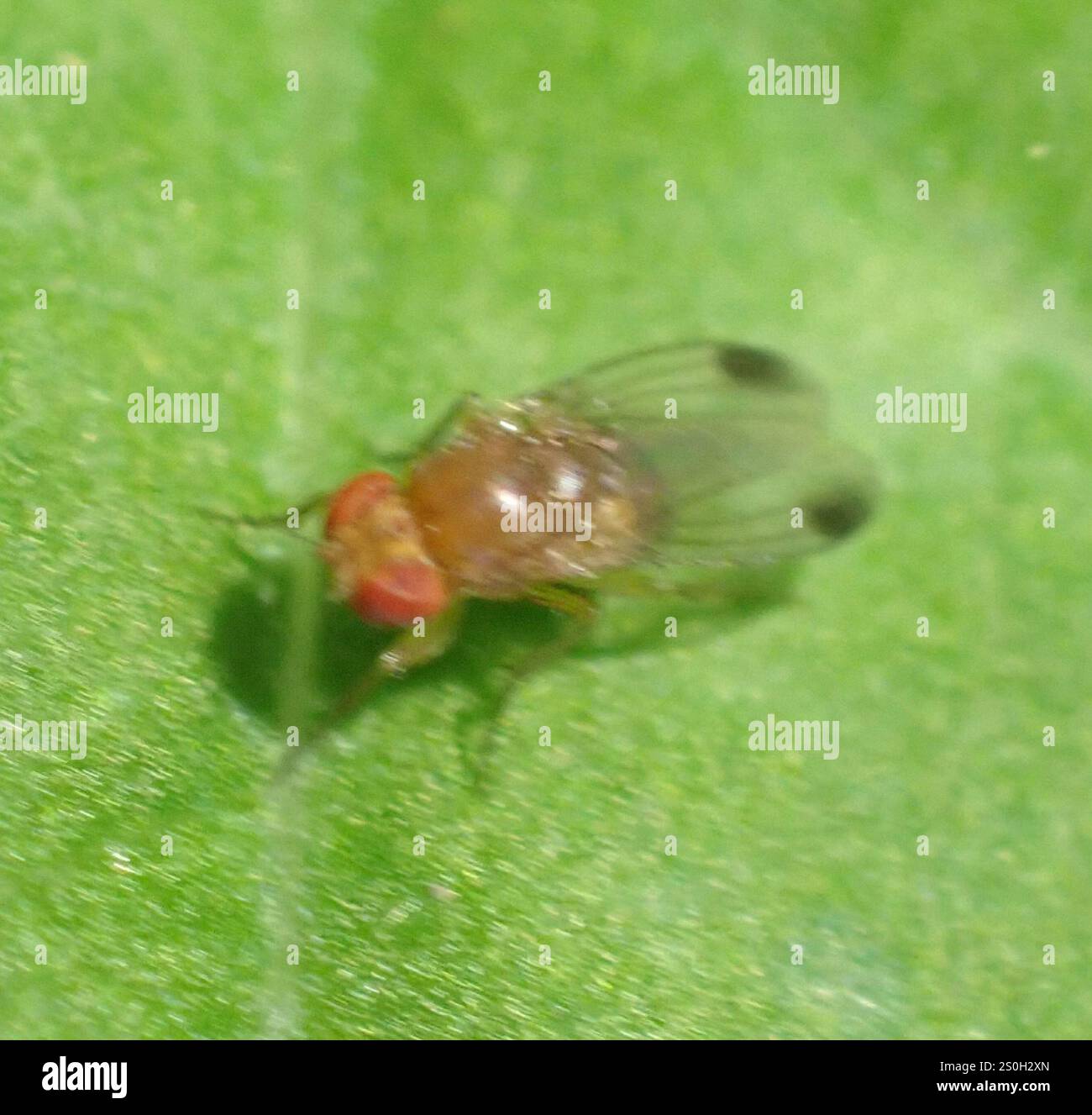 Spotted-winged Drosophila (Drosophila suzukii Stock Photo - Alamy