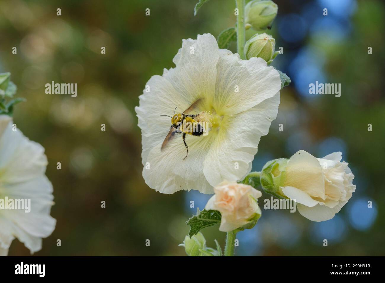 Morrison's Bumble Bee (Bombus morrisoni Stock Photo - Alamy