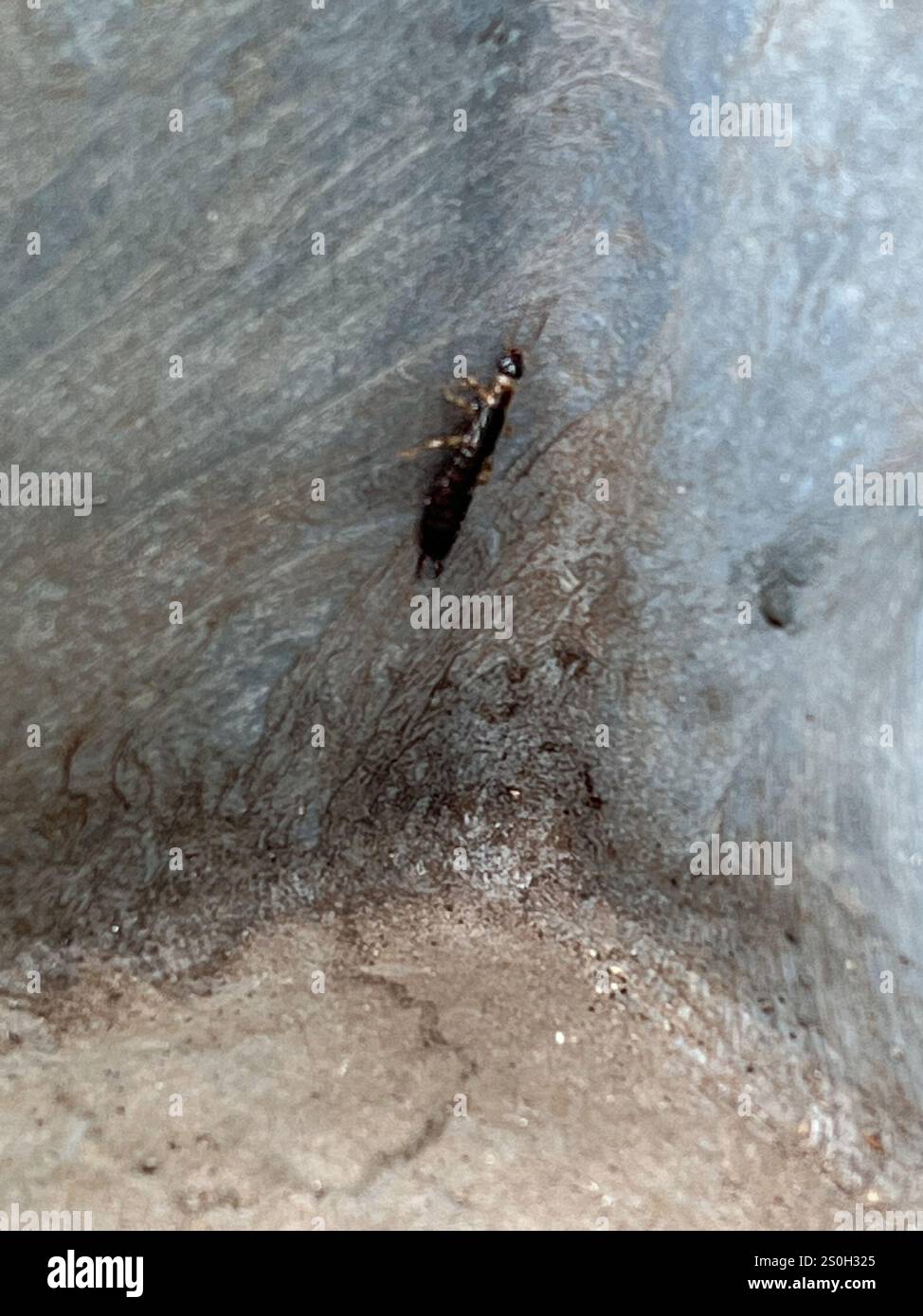 Ring-legged Earwig (Euborellia annulipes Stock Photo - Alamy