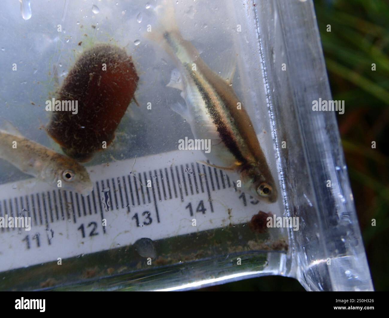 Northern Redbelly Dace (Chrosomus eos Stock Photo - Alamy