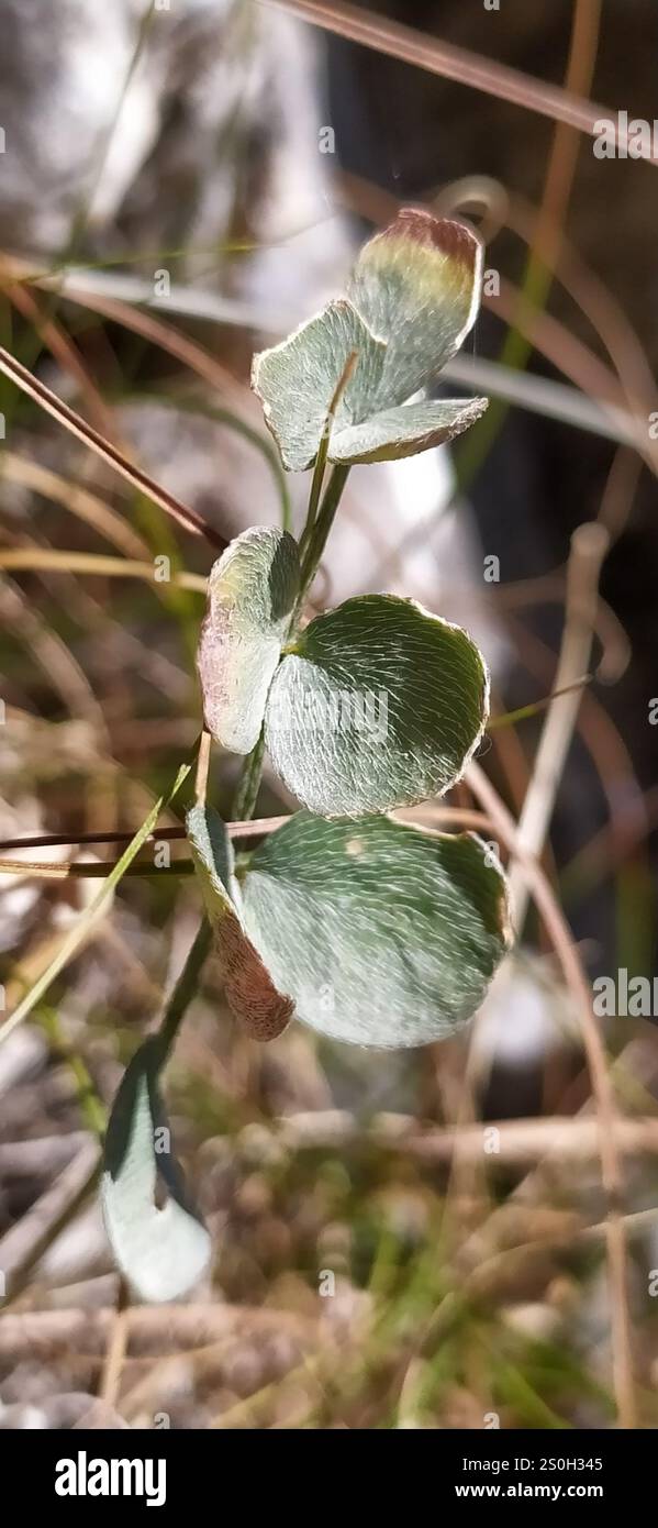 Ratanies hi-res stock photography and images - Alamy