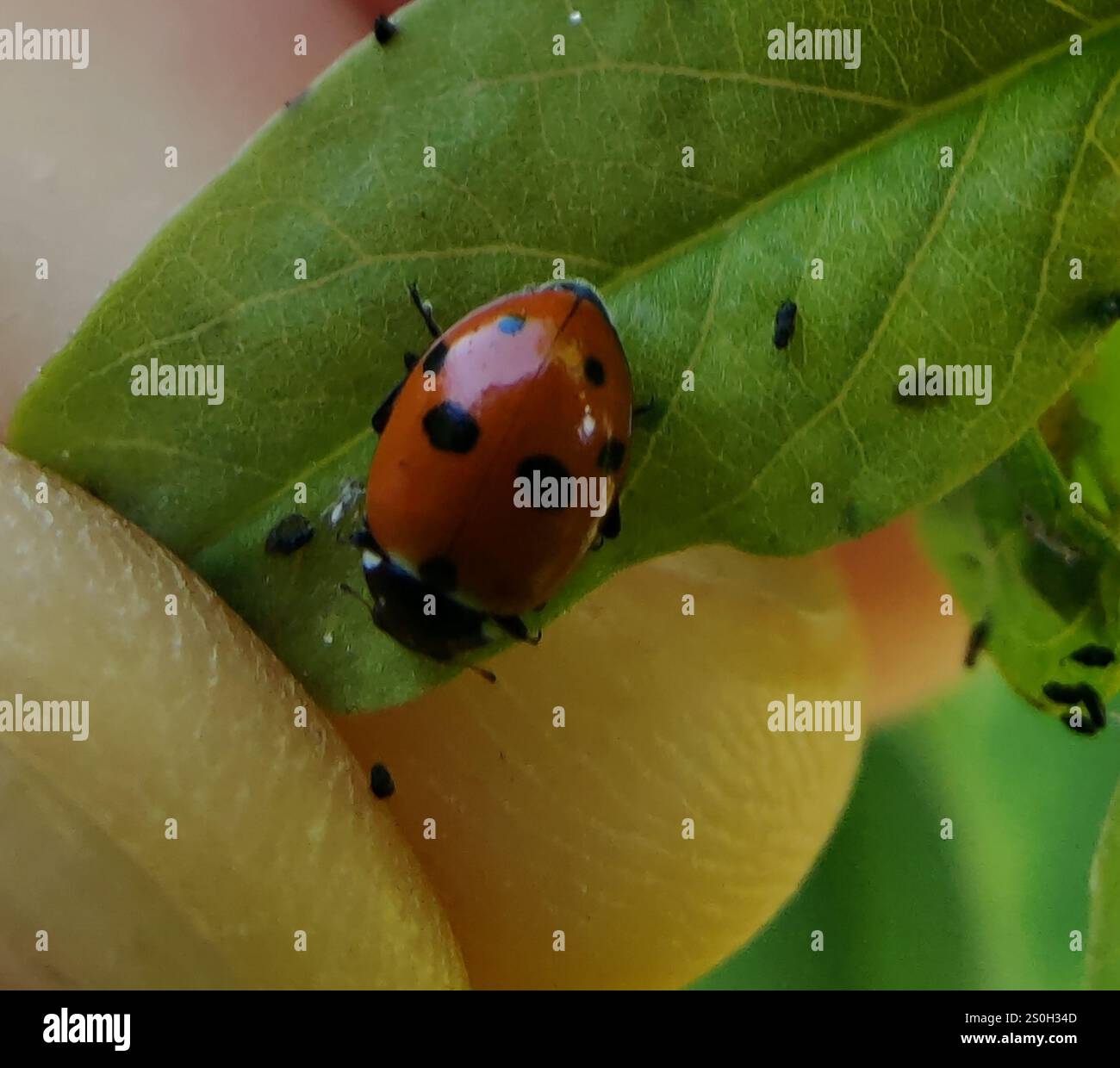 Variegated Lady Beetle (Hippodamia variegata Stock Photo - Alamy