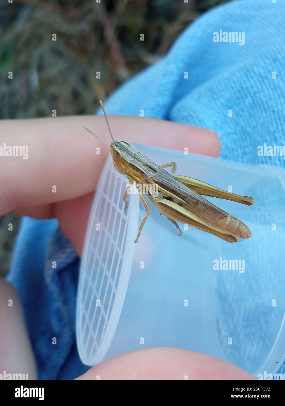 Common Straw Grasshopper (Euchorthippus declivus Stock Photo - Alamy