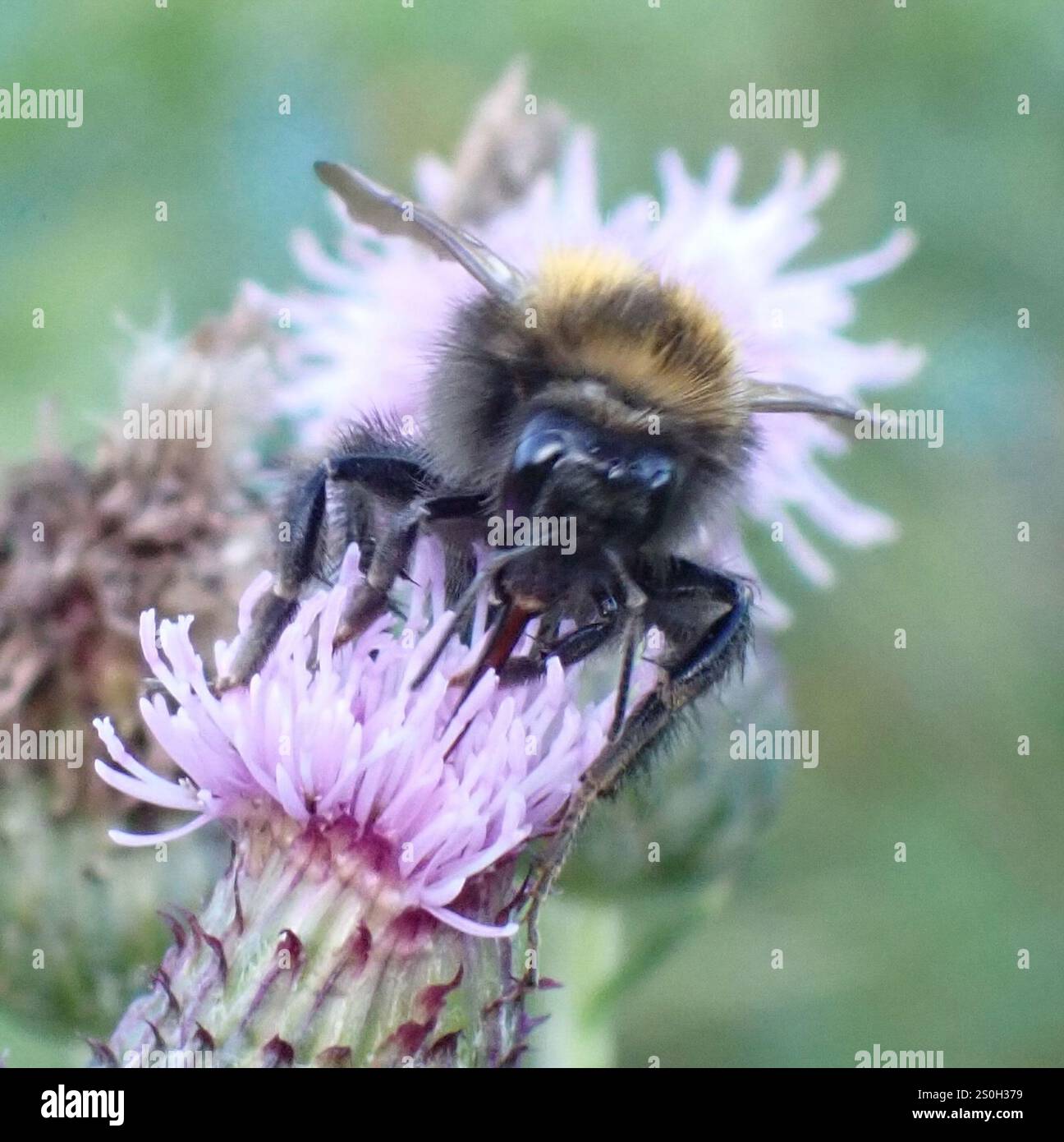 Common Carder Bumble Bee (Bombus pascuorum Stock Photo - Alamy