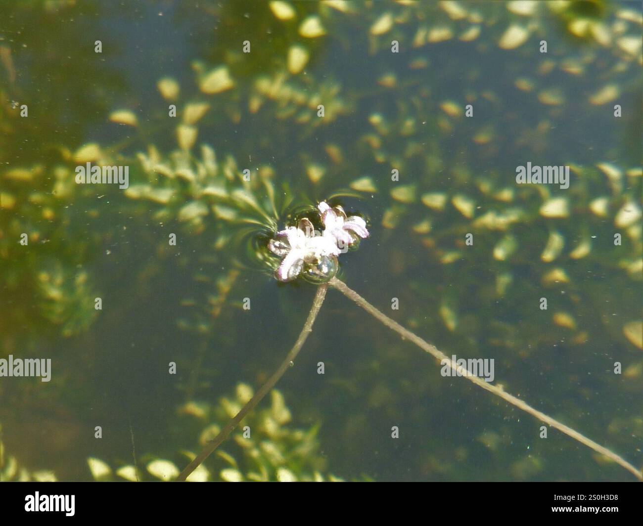 Canadian Waterweed (Elodea canadensis Stock Photo - Alamy