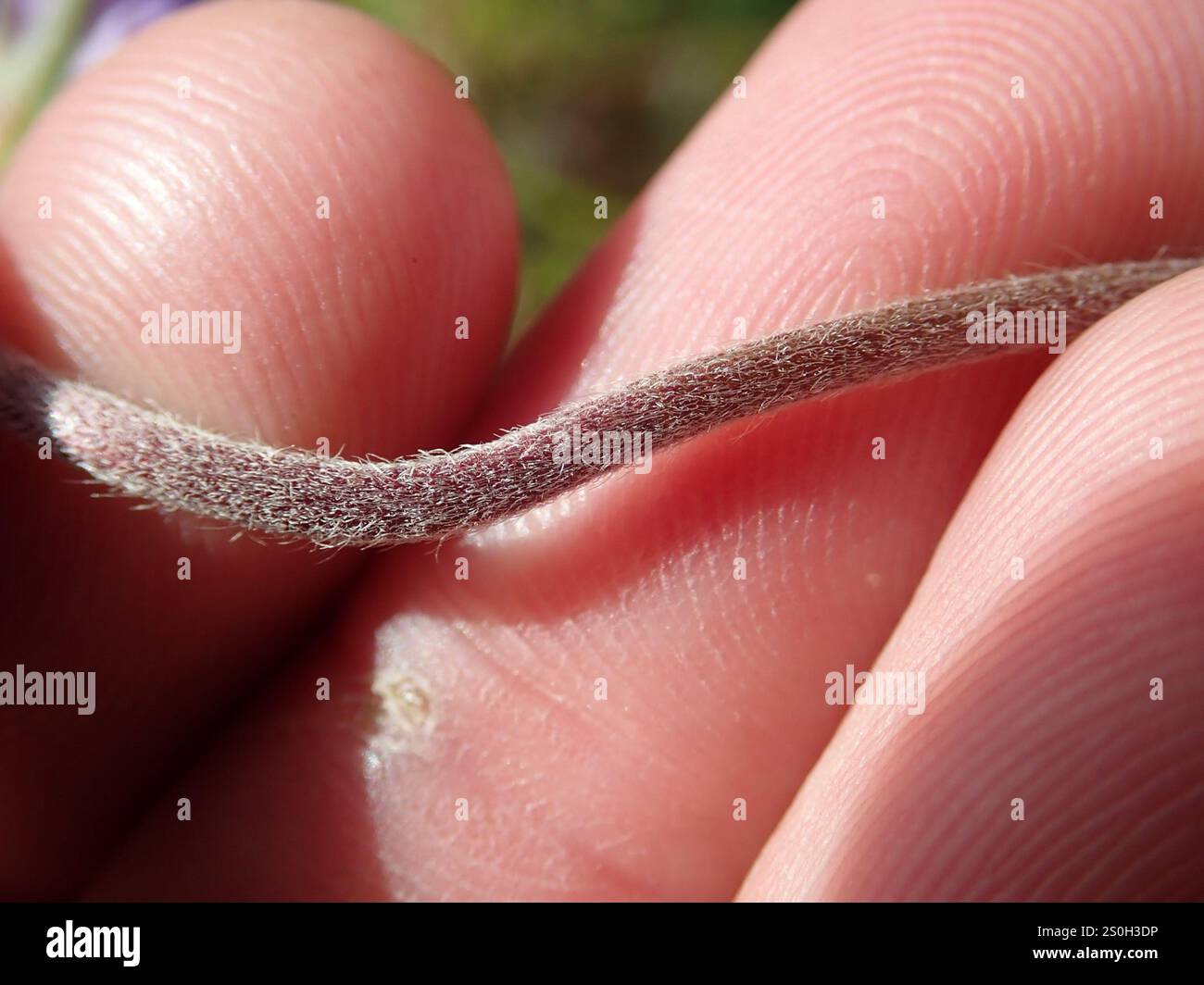 Devil's-bit Scabious (Succisa pratensis Stock Photo - Alamy