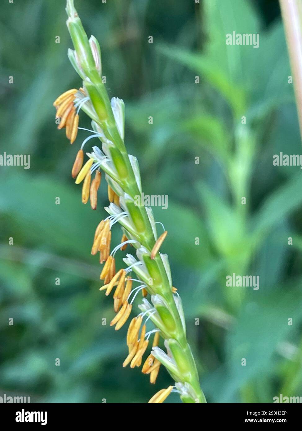 eastern gamagrass (Tripsacum dactyloides Stock Photo - Alamy
