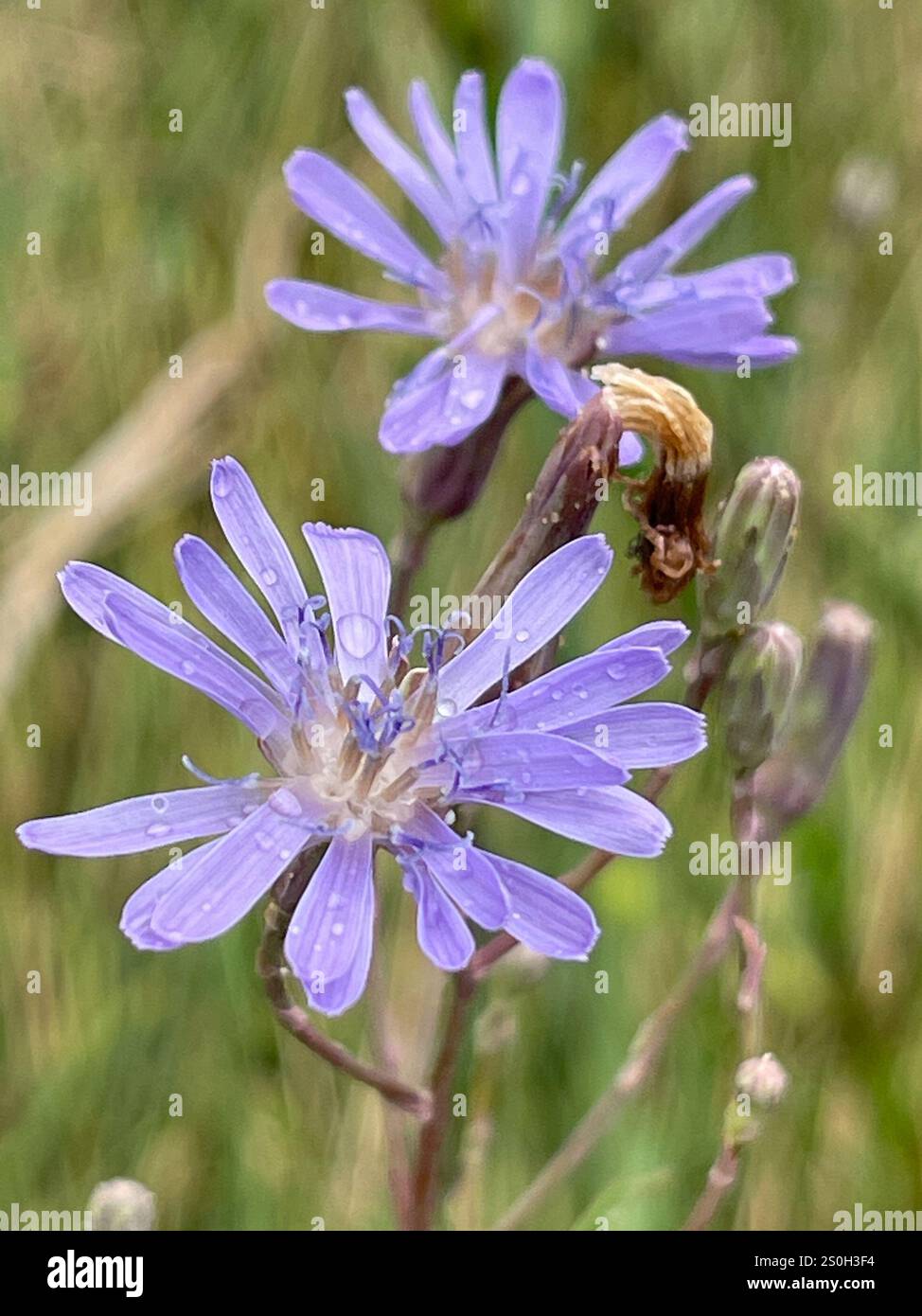 common blue lettuce (Lactuca pulchella Stock Photo - Alamy