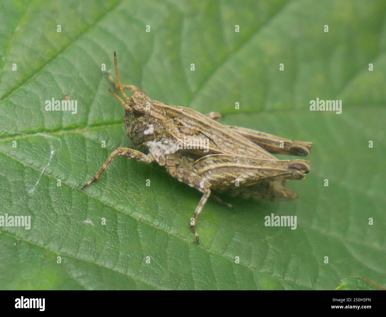 Common Groundhopper (Tetrix undulata Stock Photo - Alamy