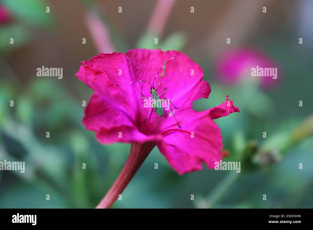 Magenta Marvel of Peru or Four OClocks, Mirabilis jalapa With Small ...