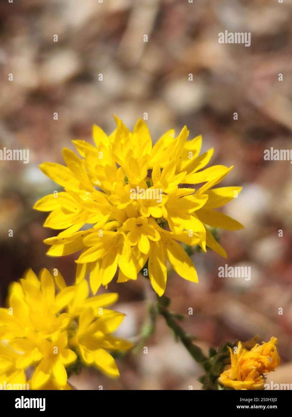 Valley Lessingia (Lessingia glandulifera Stock Photo - Alamy