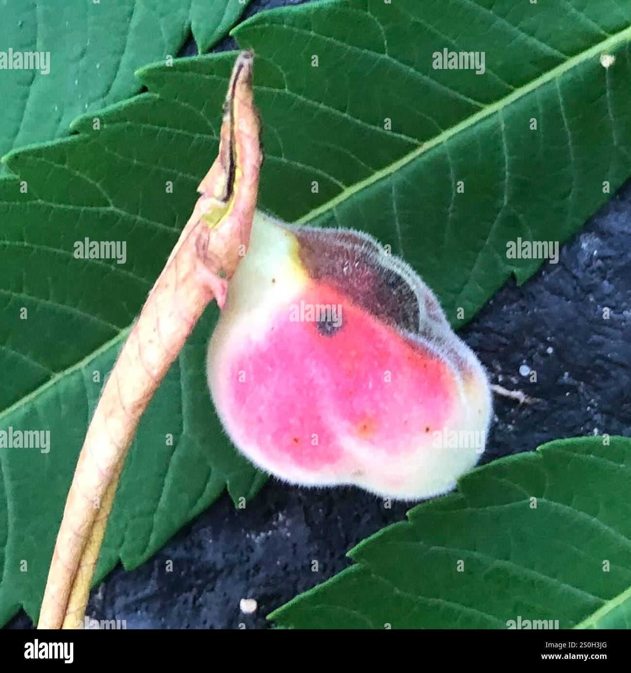 Sumac Gall Aphid (Melaphis rhois Stock Photo - Alamy