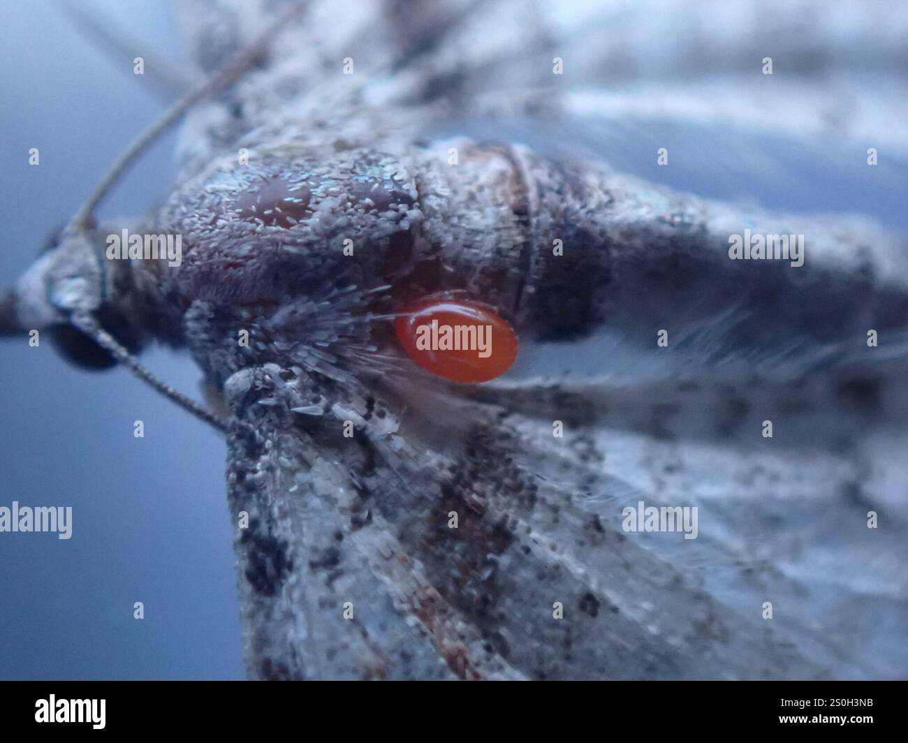 Trombidiform Mites (Trombidiformes Stock Photo - Alamy