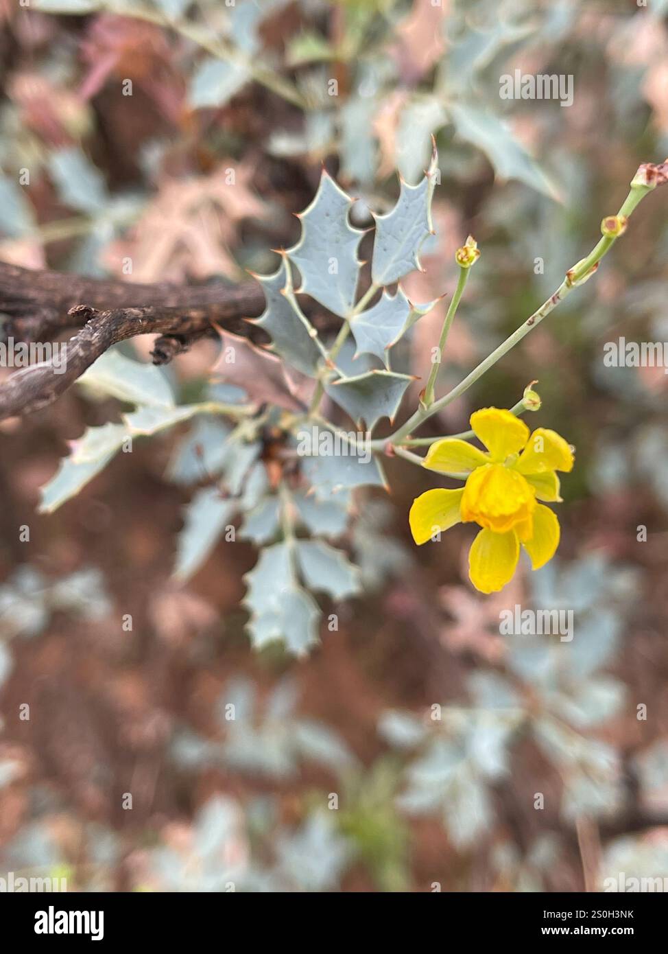 Berberis fremontii hi-res stock photography and images - Alamy