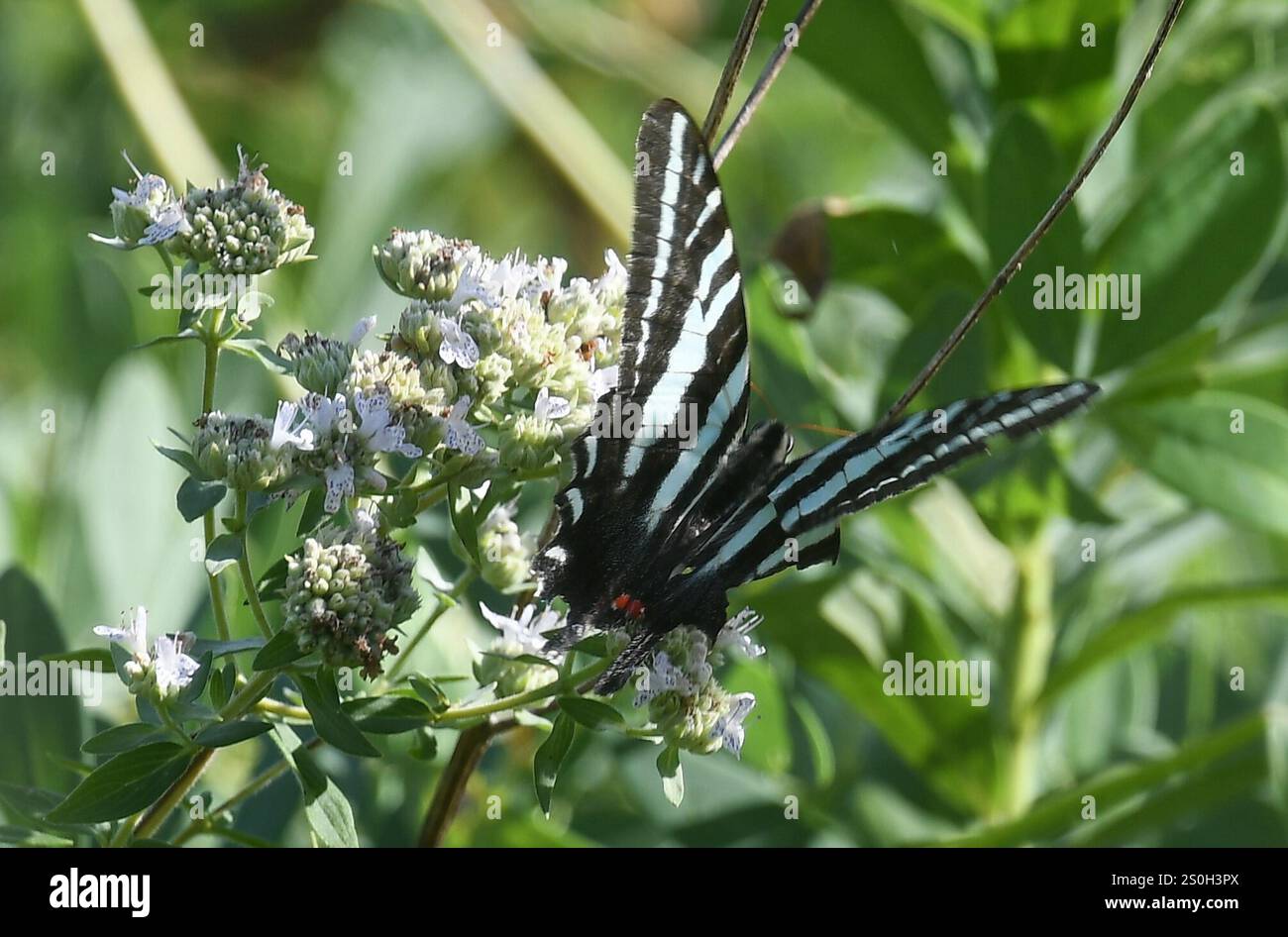 Zebra Swallowtail (Eurytides marcellus Stock Photo - Alamy