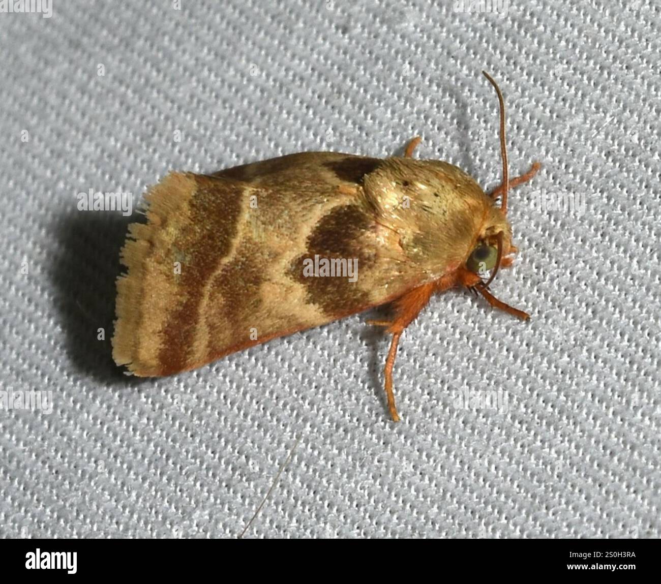 Lynx Flower Moth (Schinia lynx Stock Photo - Alamy