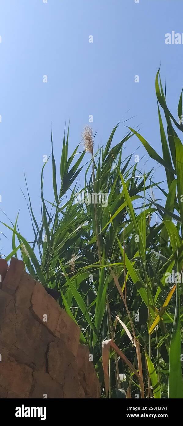 European reed (Phragmites australis australis Stock Photo - Alamy