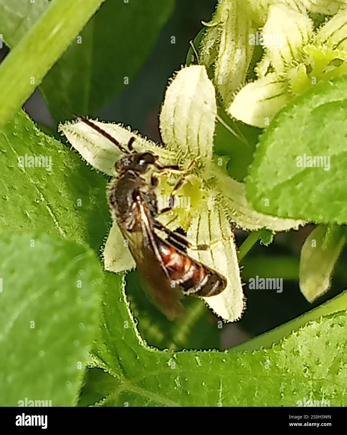 Common furrow bee lasioglossum hi-res stock photography and images - Alamy