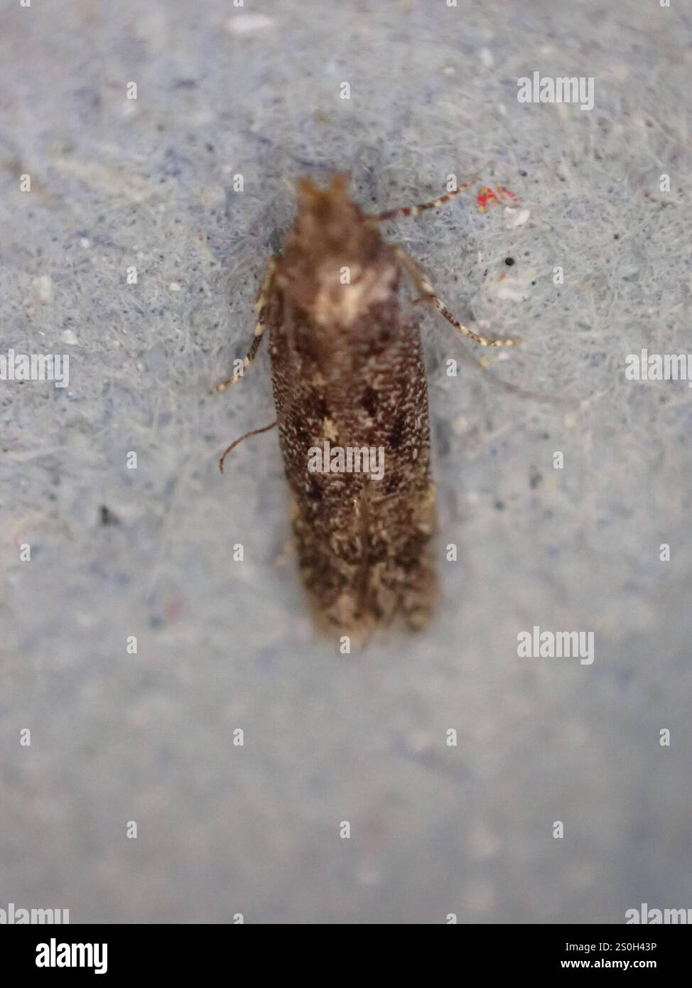 Dark Groundling (Bryotropha affinis Stock Photo - Alamy