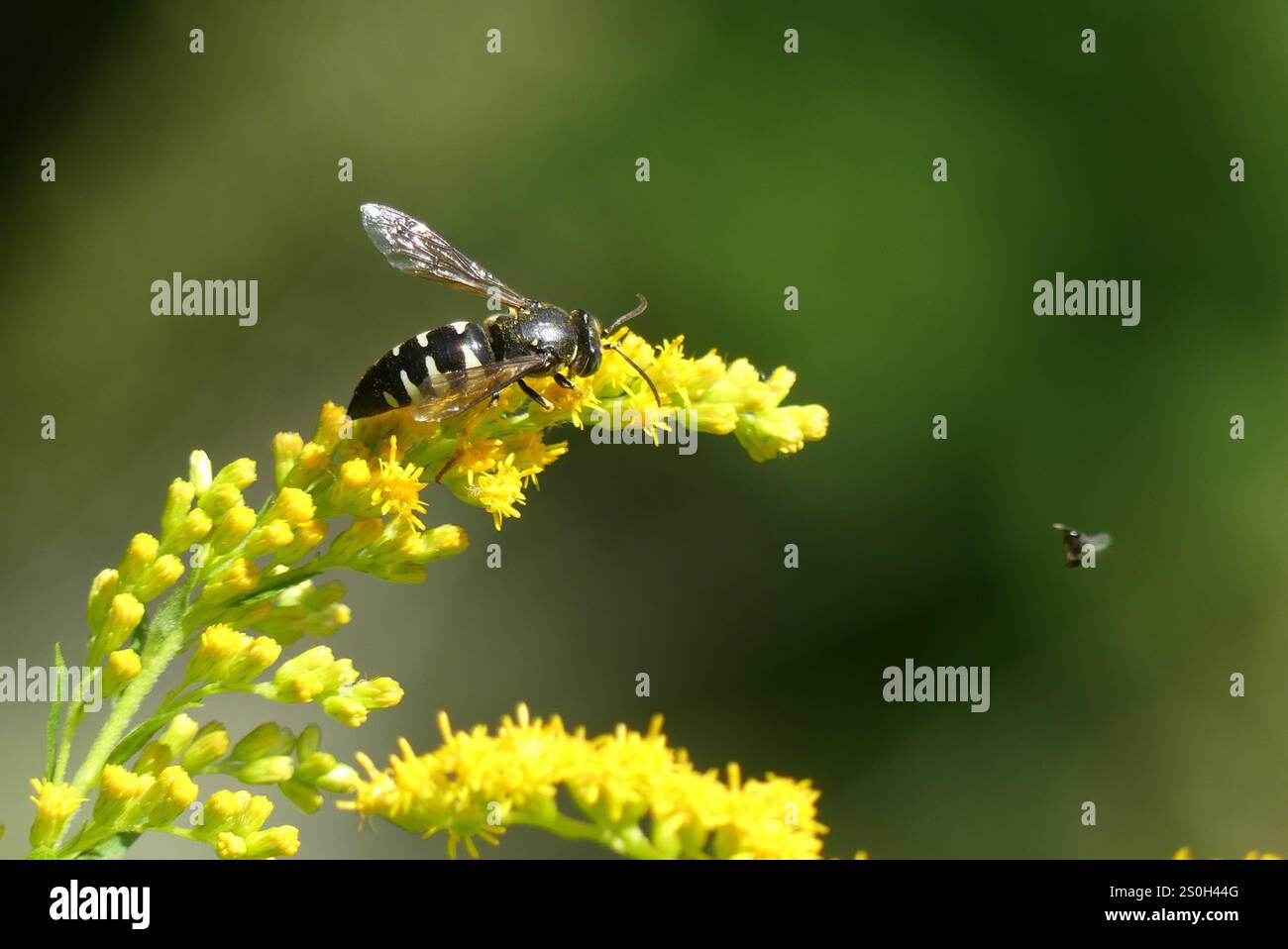 Four-banded Stink Bug Wasp (Bicyrtes quadrifasciatus Stock Photo - Alamy