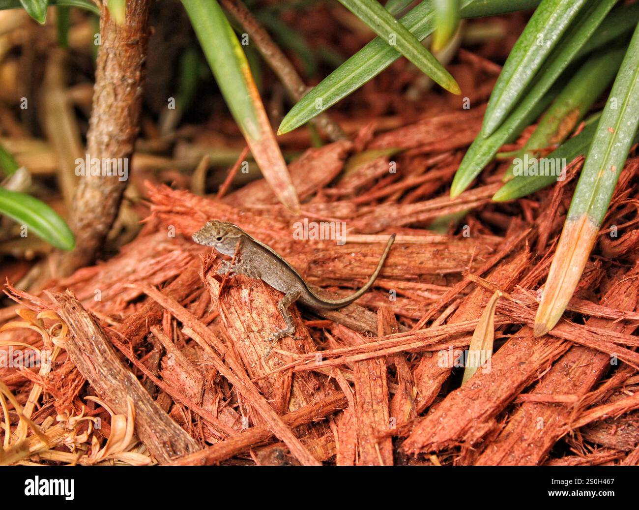 Baby Brown Anole Lizard in Home Garden Tampa Florida. Shallow DOF Stock ...