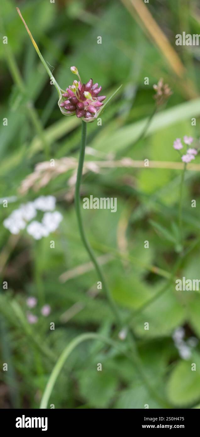 field garlic (Allium oleraceum Stock Photo - Alamy