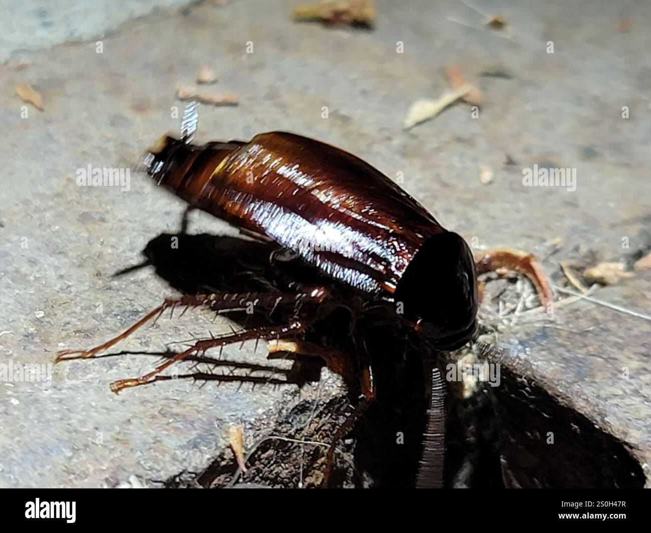 Oriental Cockroach (Blatta orientalis Stock Photo - Alamy