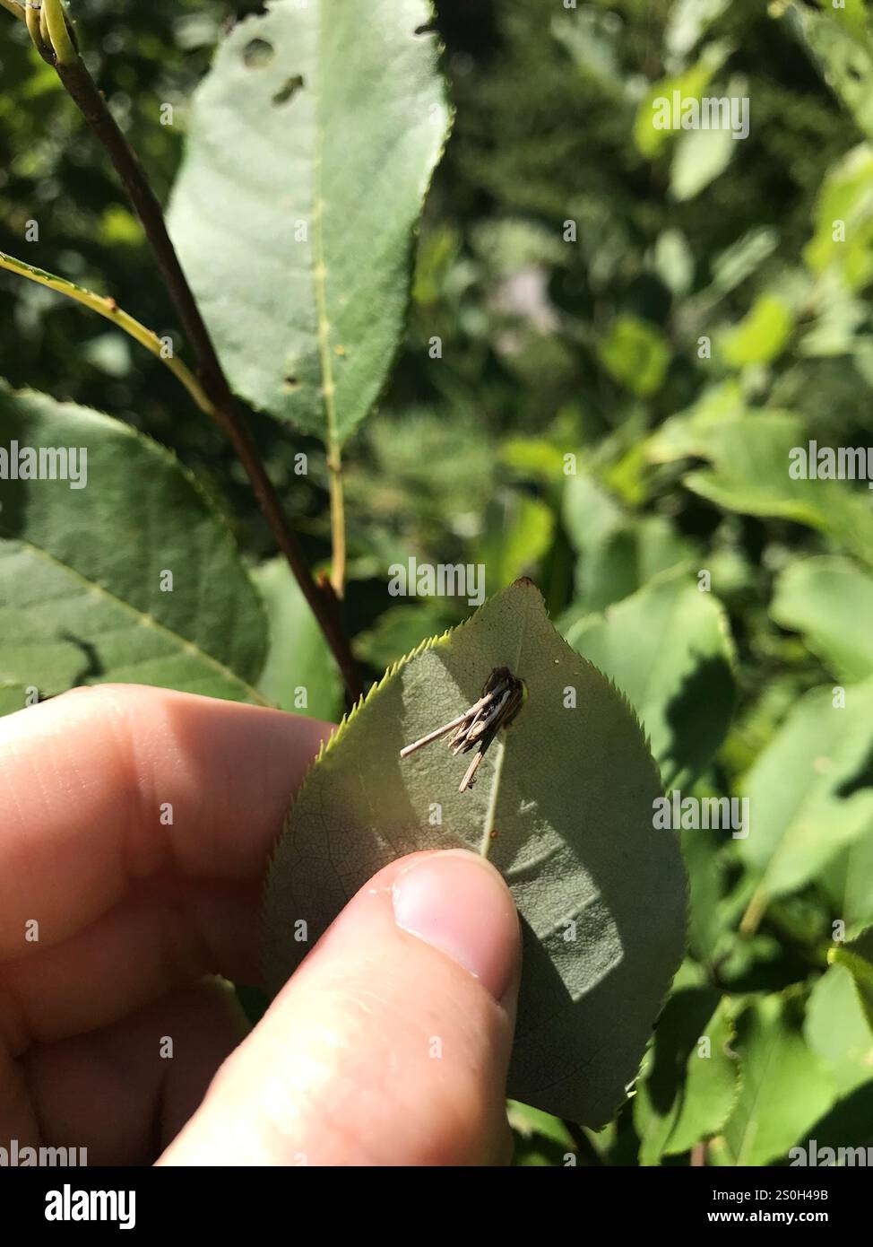 Common Bagworm Moth (Psyche casta Stock Photo - Alamy