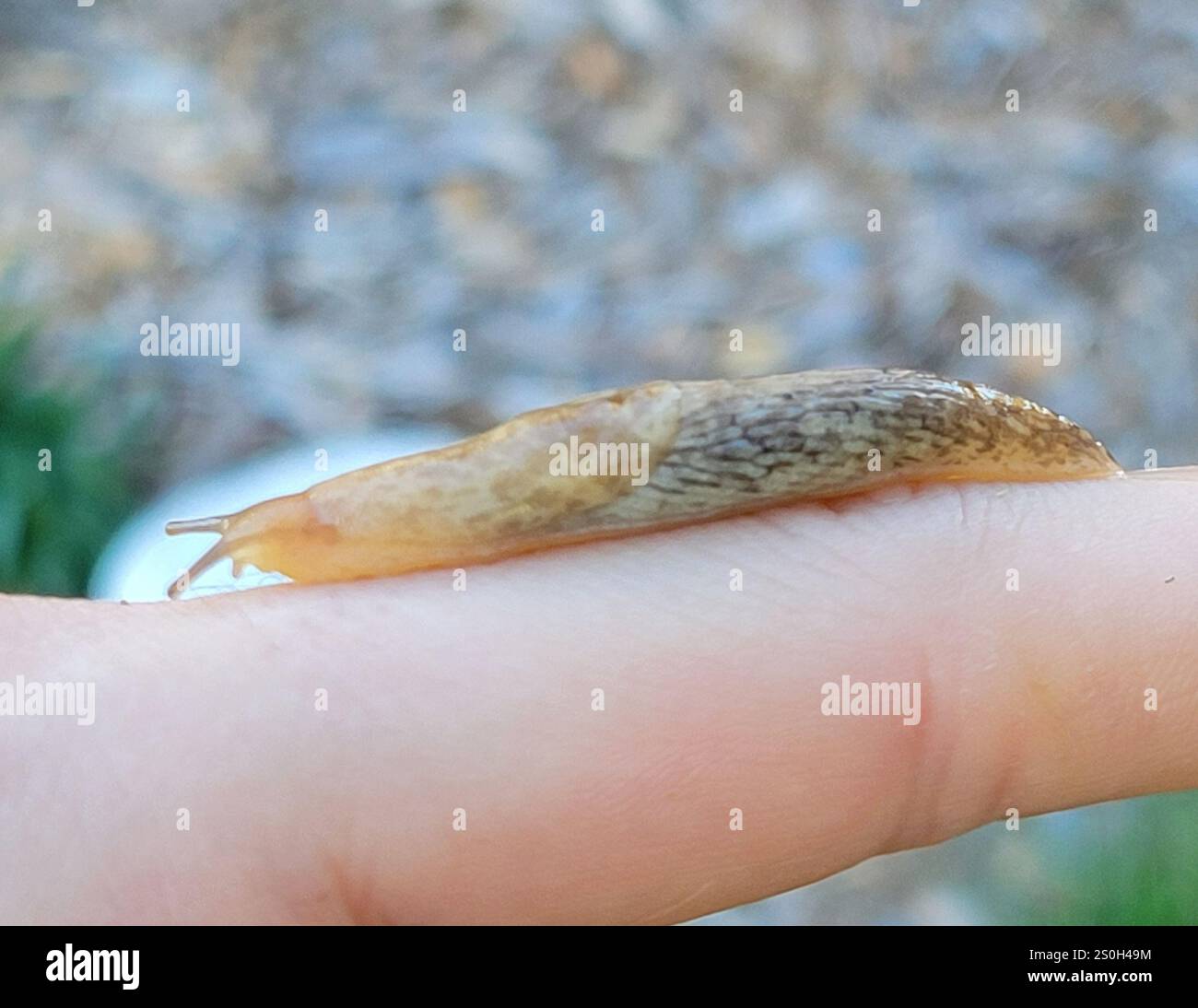 Milky Slug (Deroceras reticulatum Stock Photo - Alamy