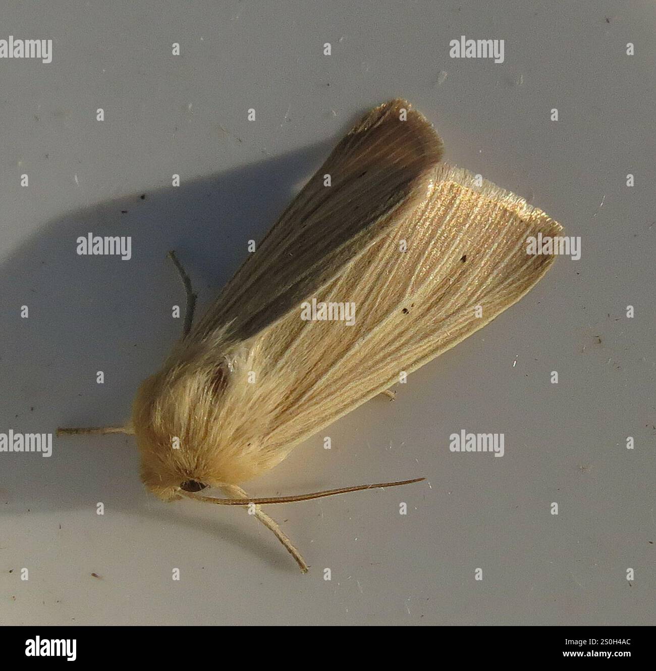Common Wainscot (Mythimna pallens Stock Photo - Alamy