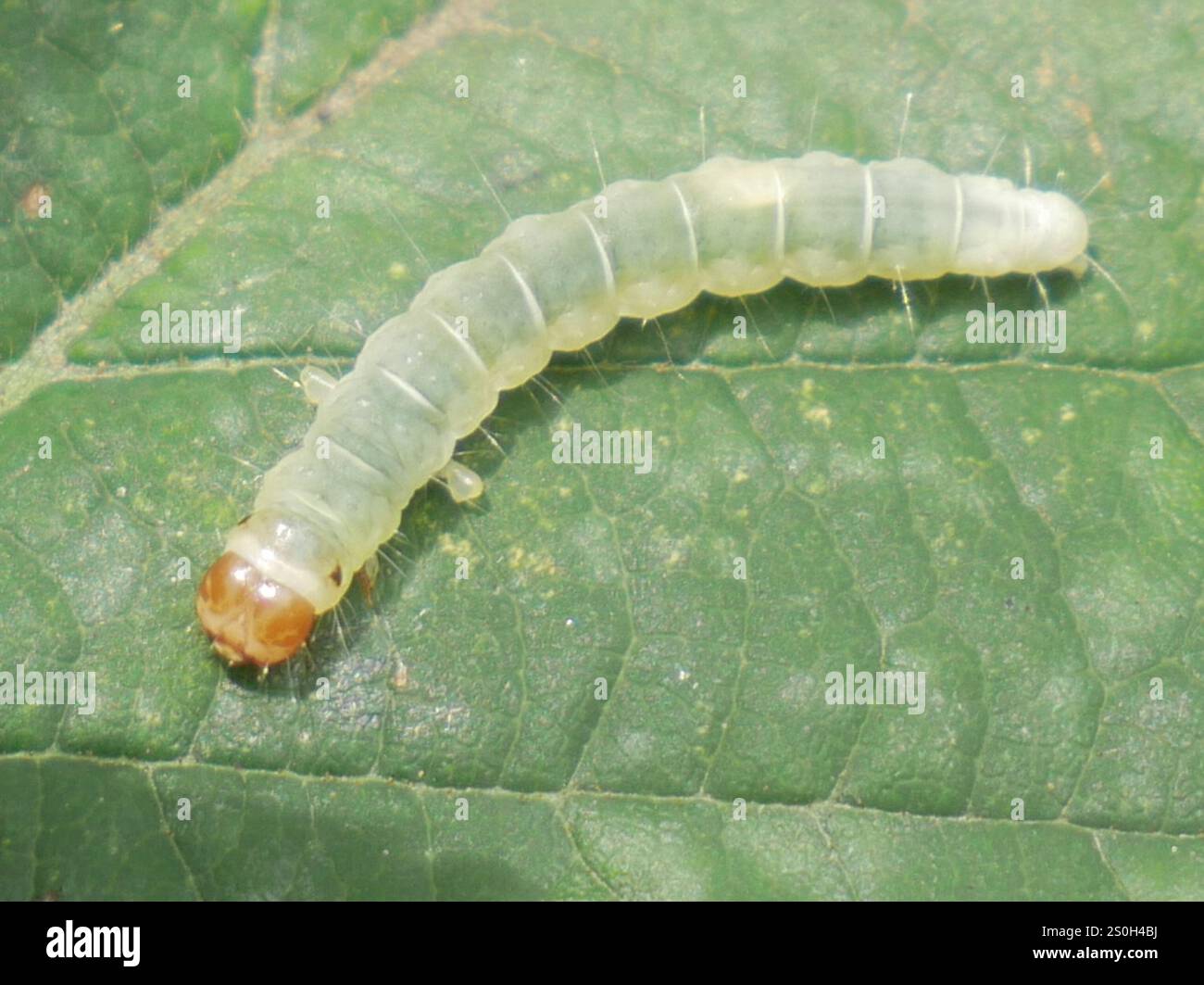 March Tubic (Diurnea fagella Stock Photo - Alamy