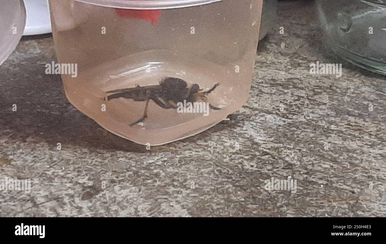 Red-footed Cannibal Fly (Promachus rufipes Stock Photo - Alamy