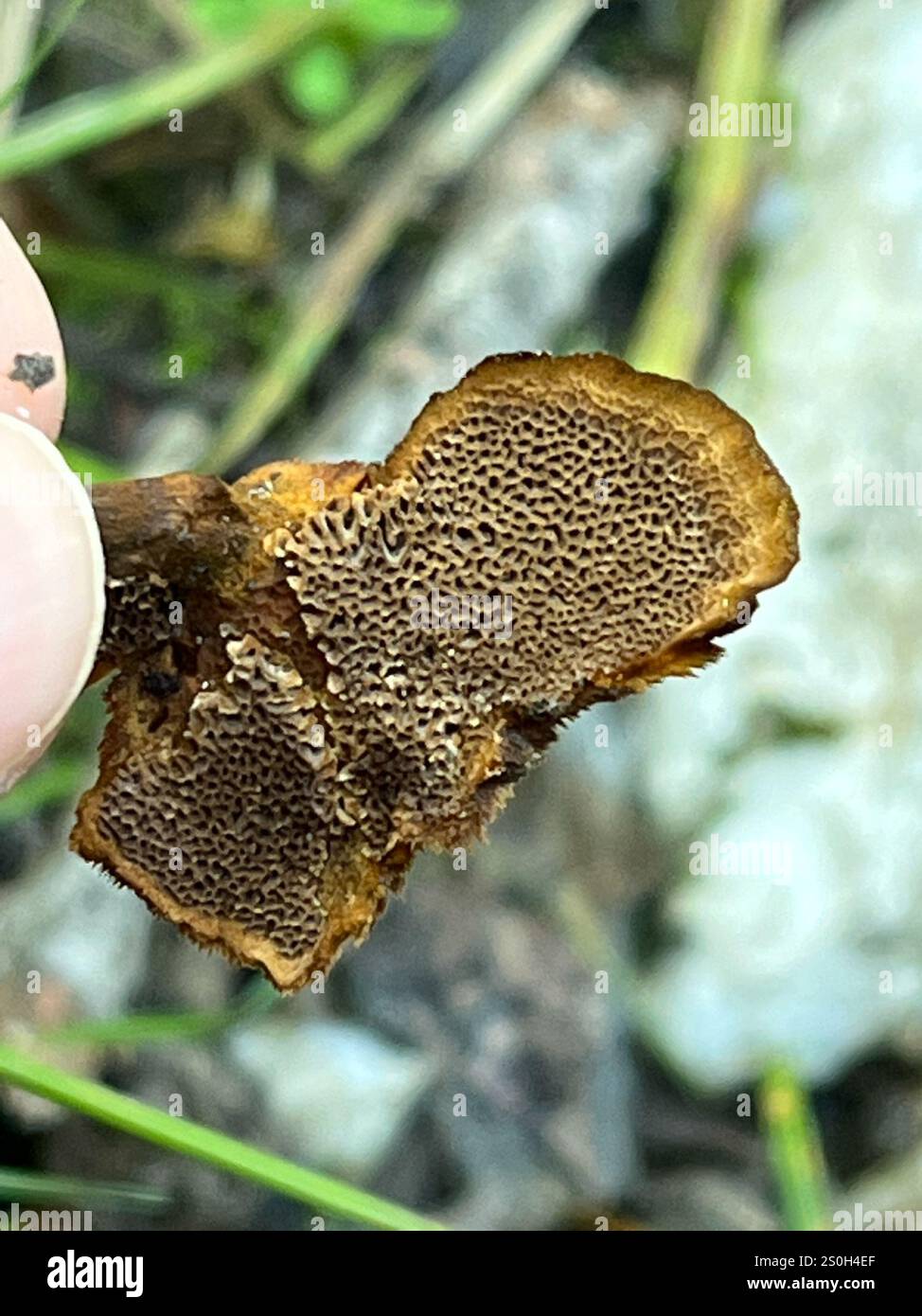 Shiny cinnamon polypore (Coltricia cinnamomea Stock Photo - Alamy
