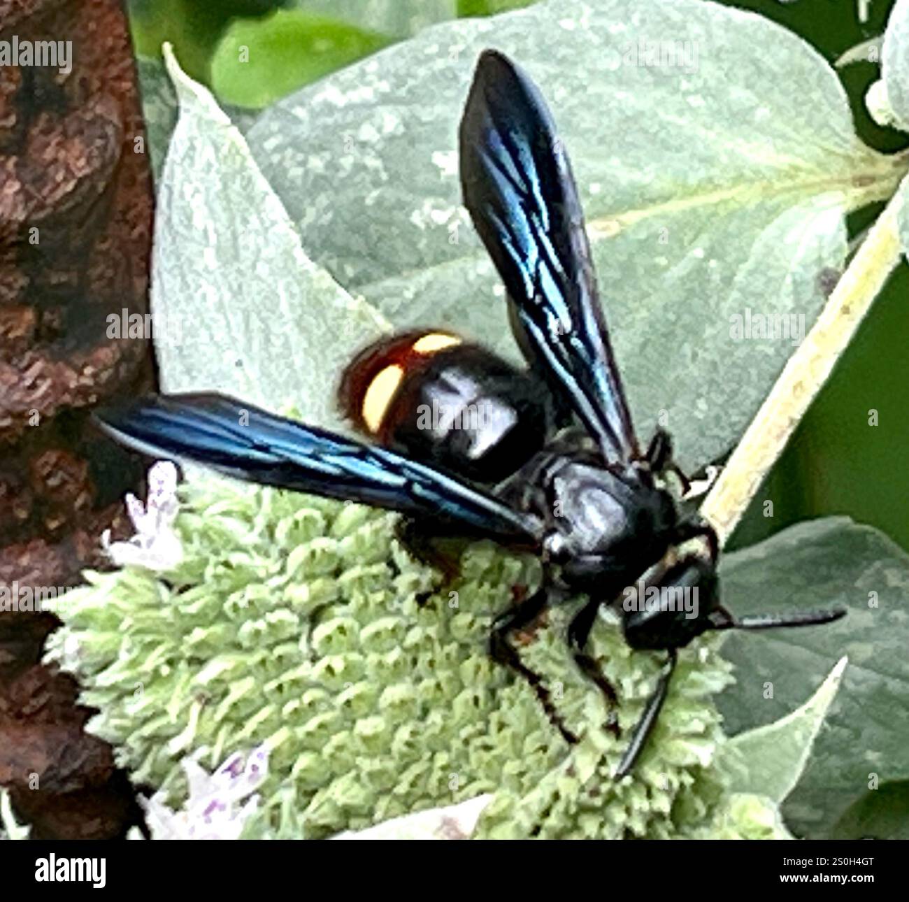 Blue-winged Scoliid Wasp (Scolia dubia Stock Photo - Alamy