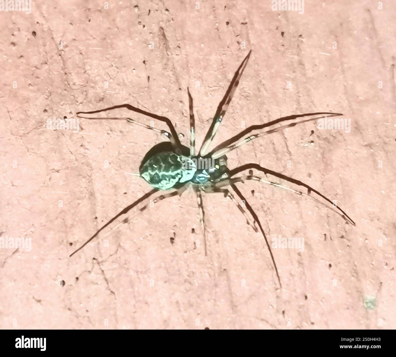 Invisible Spider (Drapetisca socialis Stock Photo - Alamy